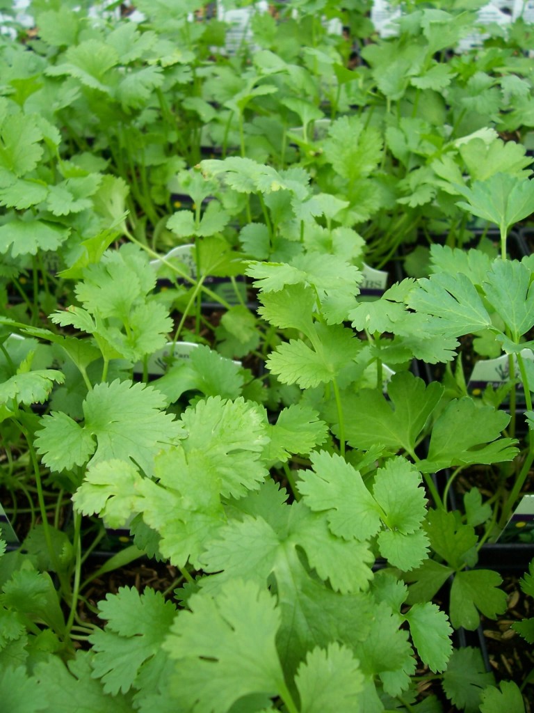 Coriandre – Santo – Semis Urbains