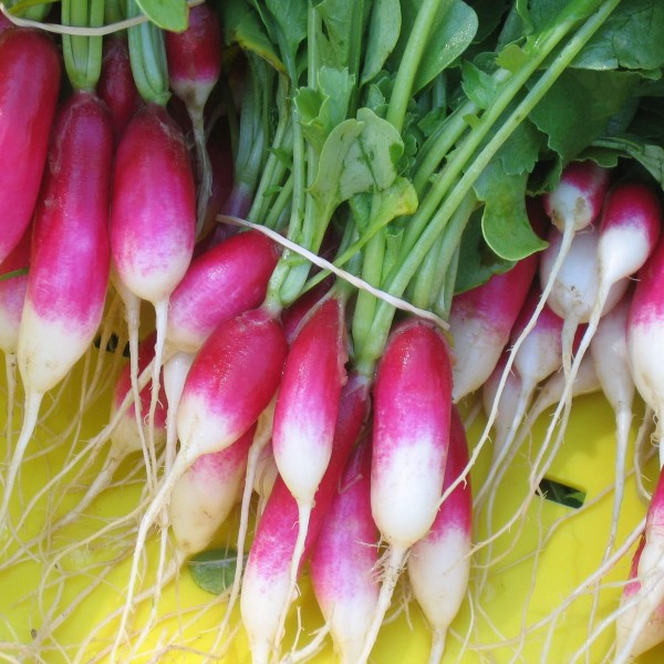 Radis – Petit Déjeuner Français – Semis Urbains