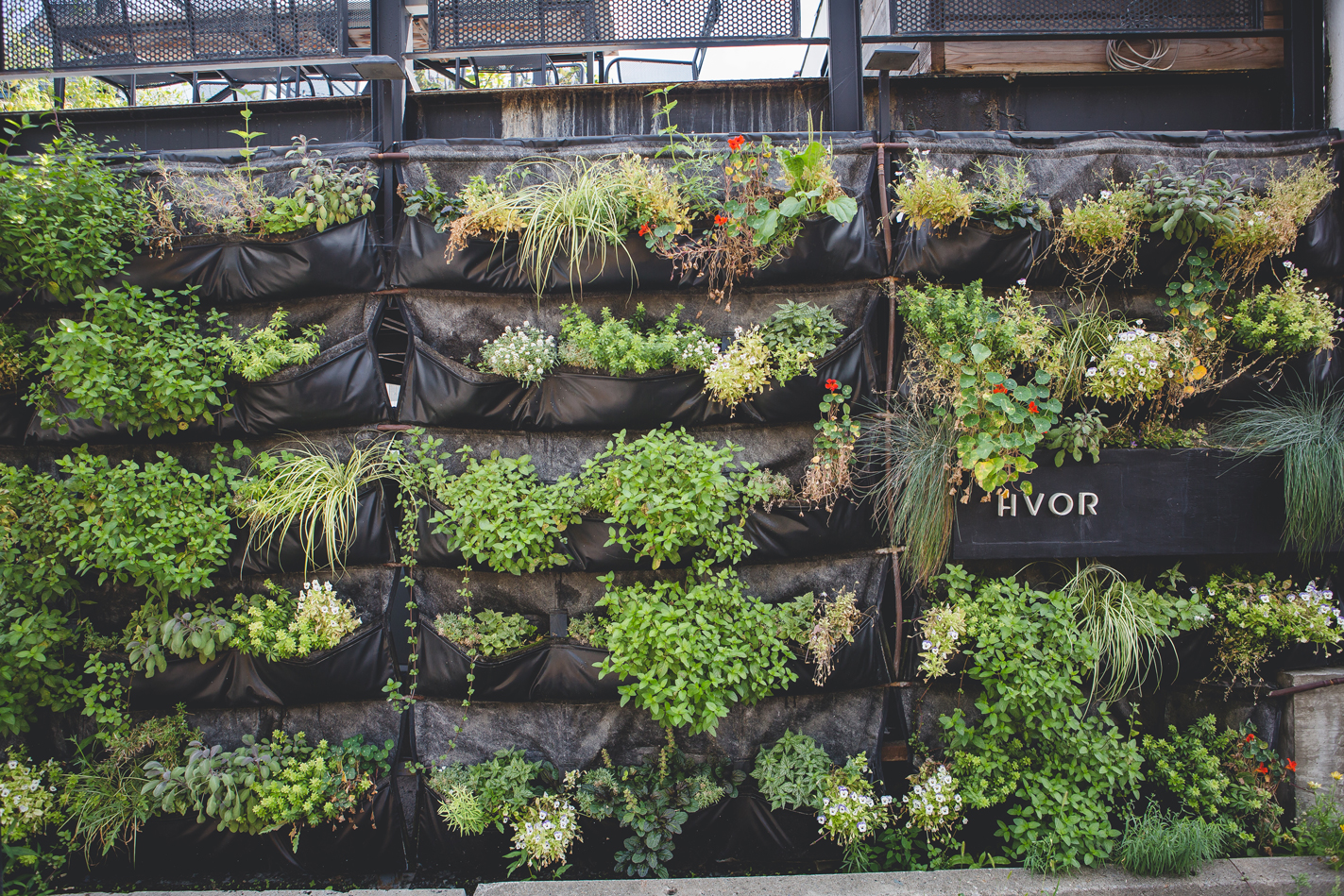 Mur végétal – Semis Urbains