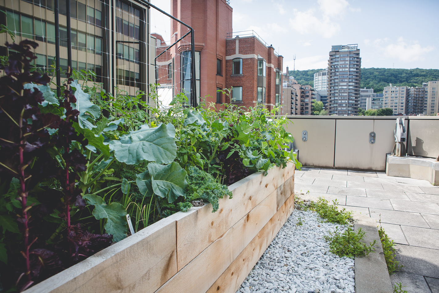 Création de potagers sur-mesure – Semis Urbains