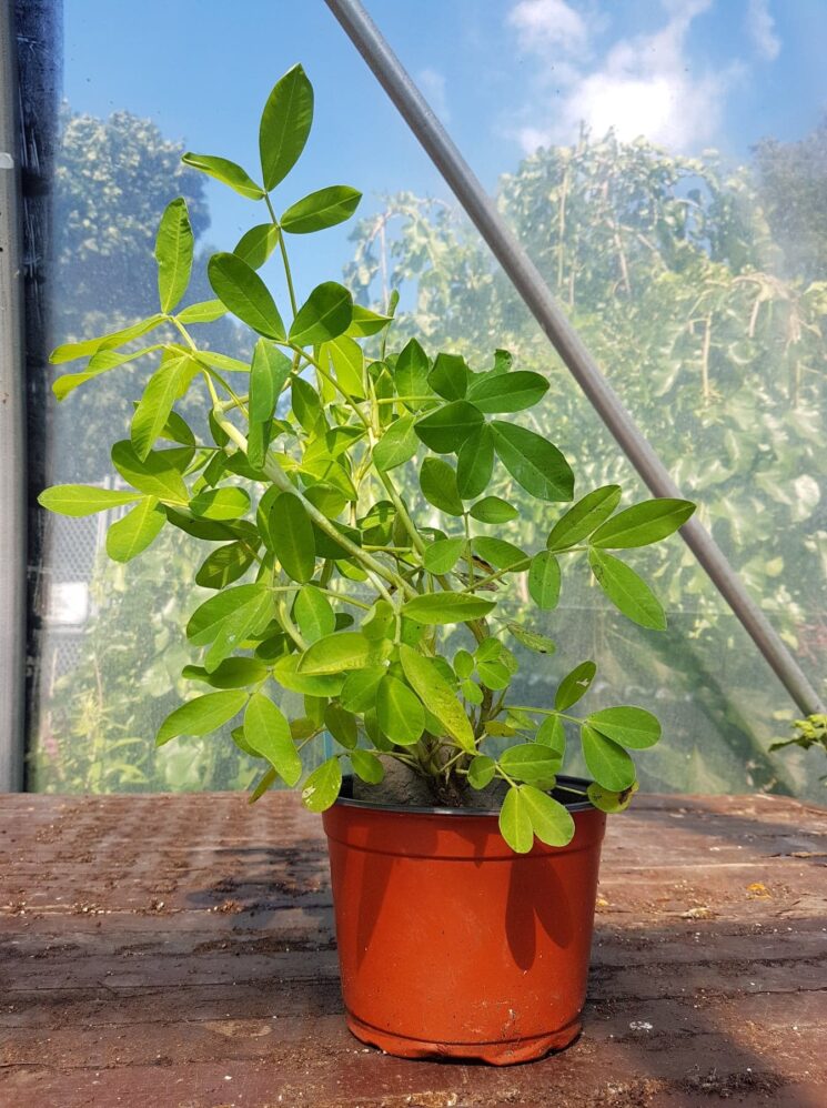 Arachide – Semis Urbains