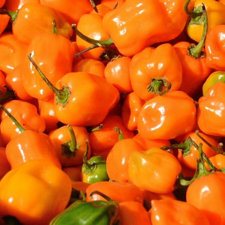 Piment, fort – Habanero Orange – Semis Urbains