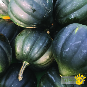 Courge – Acorn Table King – Semis Urbains